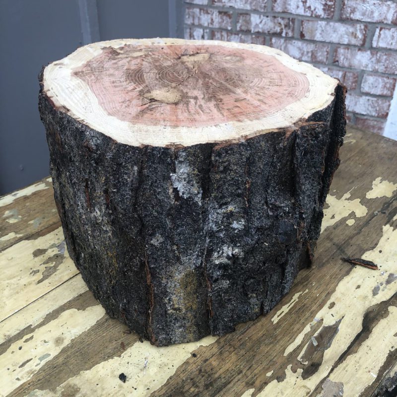 Thick Rustic Log Slice-$5 | Something Borrowed KC