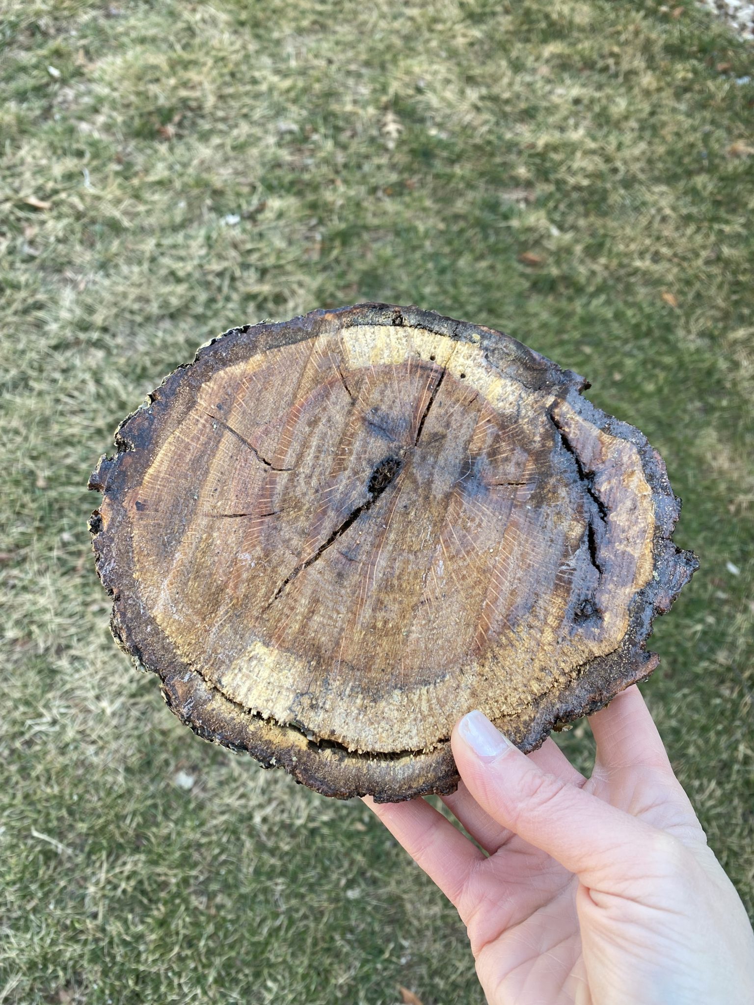 Small Wood Slices – $1.50 | Something Borrowed KC