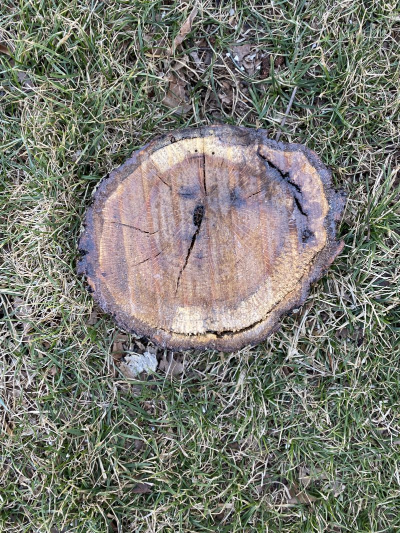 Small Wood Slices – $1.50 | Something Borrowed KC